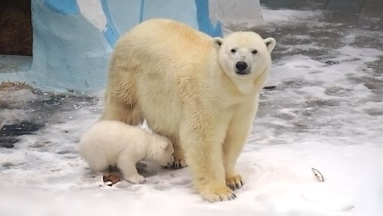 Медведице Герде принесли завтрак, а маленький медвежонок помогает маме все съесть.