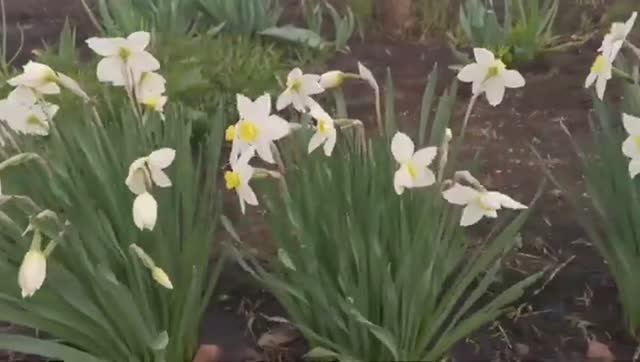 Вечерние работы в огороде 05 мая 2023 г В огород после работы