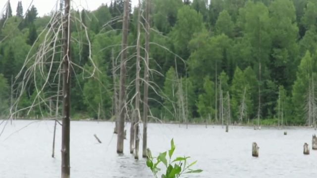 На Бусалаихе крупный карась. Отвал породы  загубил водоём