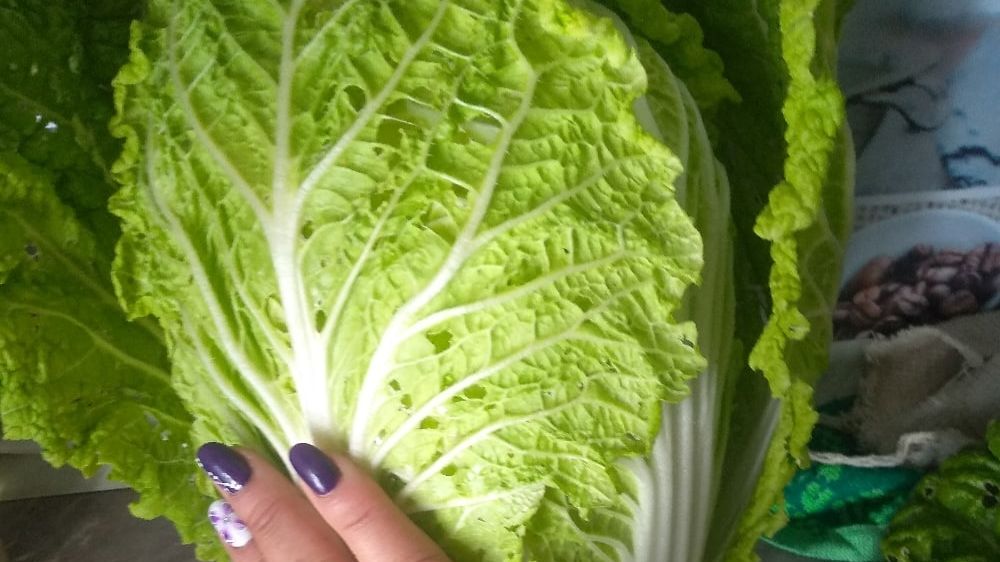 Сделайте так и ВЕСНОЙ будете с ПЕКИНСКОЙ КАПУСТОЙ!!