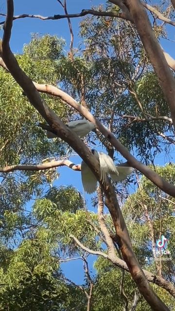 Мама какаду кормила птенца и вдруг заметила камеру. Спикировала прямо на меня… 🤪