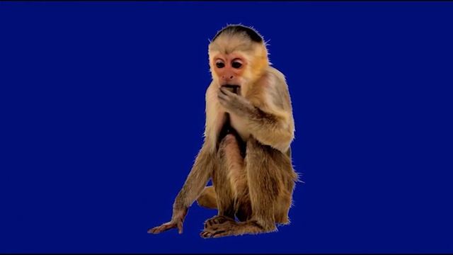 Обезьянка о 25_encoded