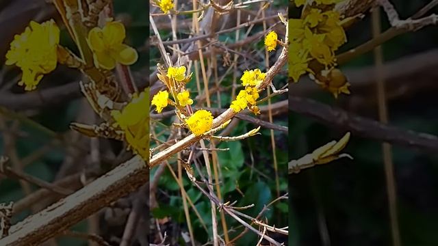 Цветущий кизил в начале Тропы Голицына и шумящее море.