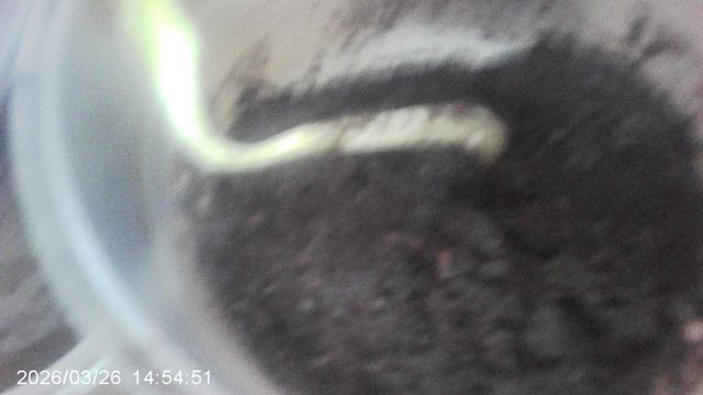 Обзор тыквы из овощной утробы в горшке