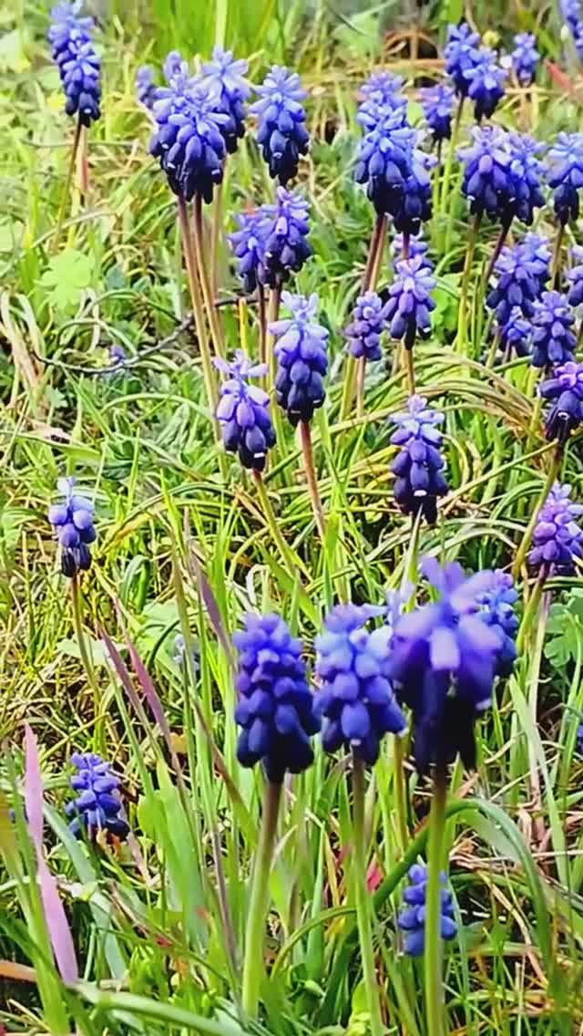 Цветущий парк Нового Света. Мускари. Март. Крым.