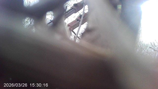 Вырезаю поросль сорного канадского клёна