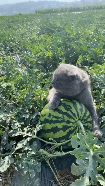 Этот будет моим