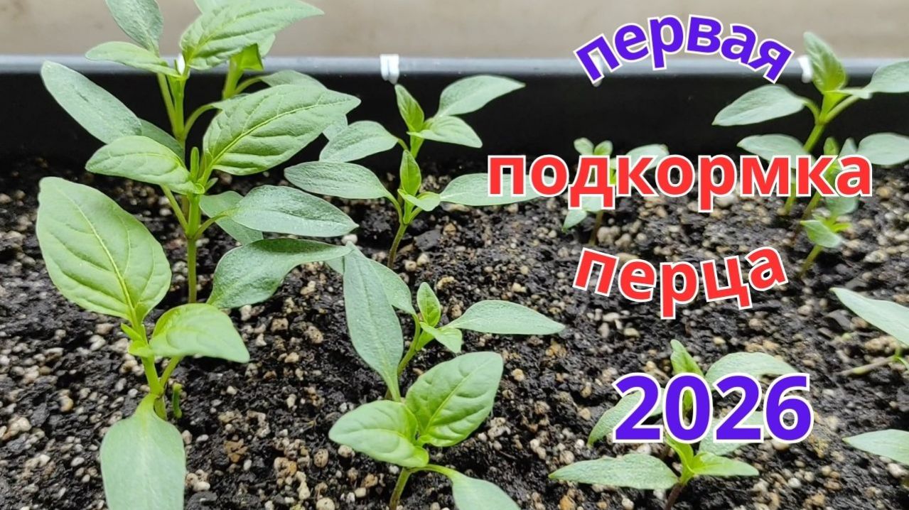 Как правильно подкармливать перцы и томаты после всходов.