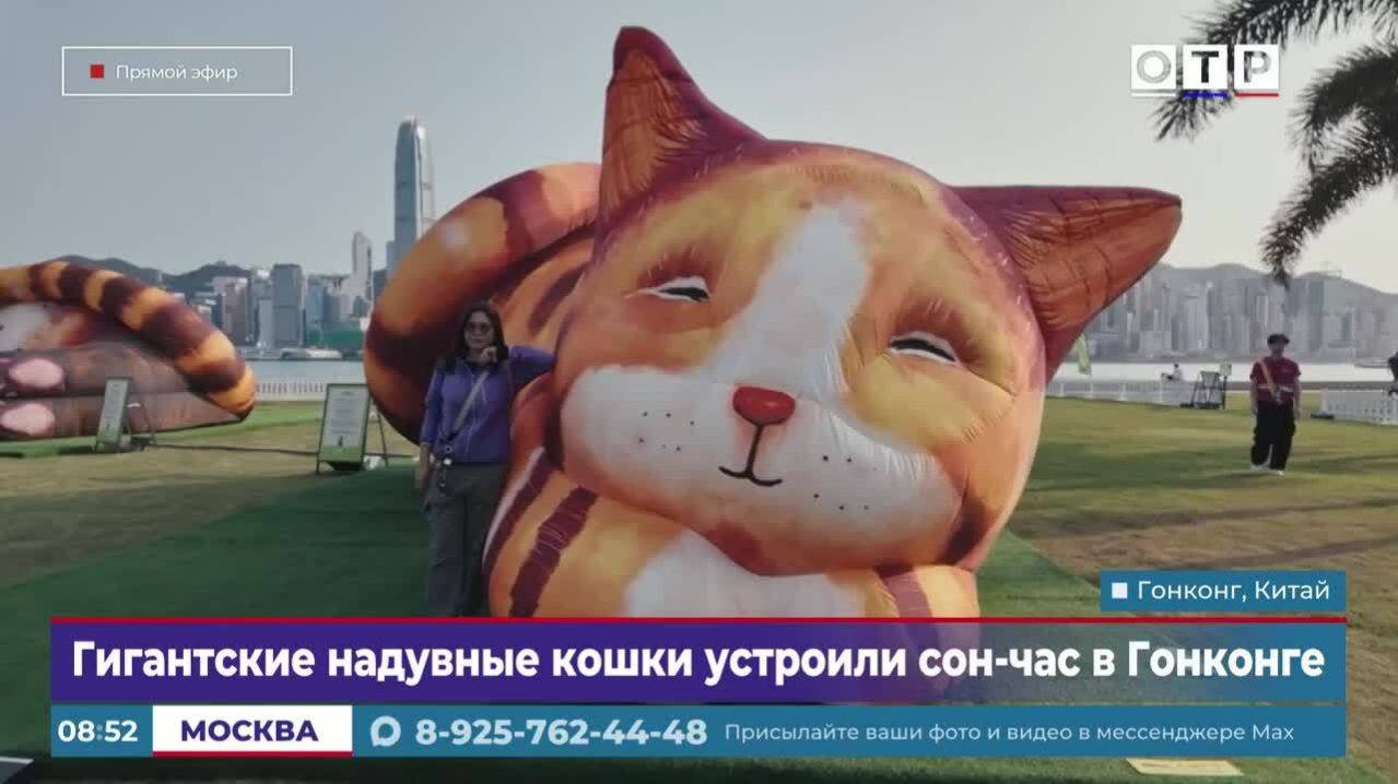 Гигантские надувные кошки устроили сон-час в Гонконге
