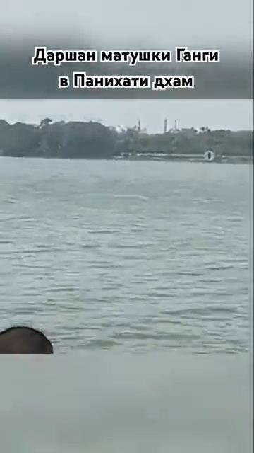 Панихати. Сафари с ЕС Джаяпатакой Свами 2026 панихати ганга чайтанья гуру радха кришна love