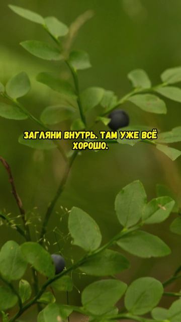 Загляни внутрь. Там уже всё хорошо.