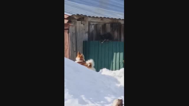 Айда гулять,дружище!!!