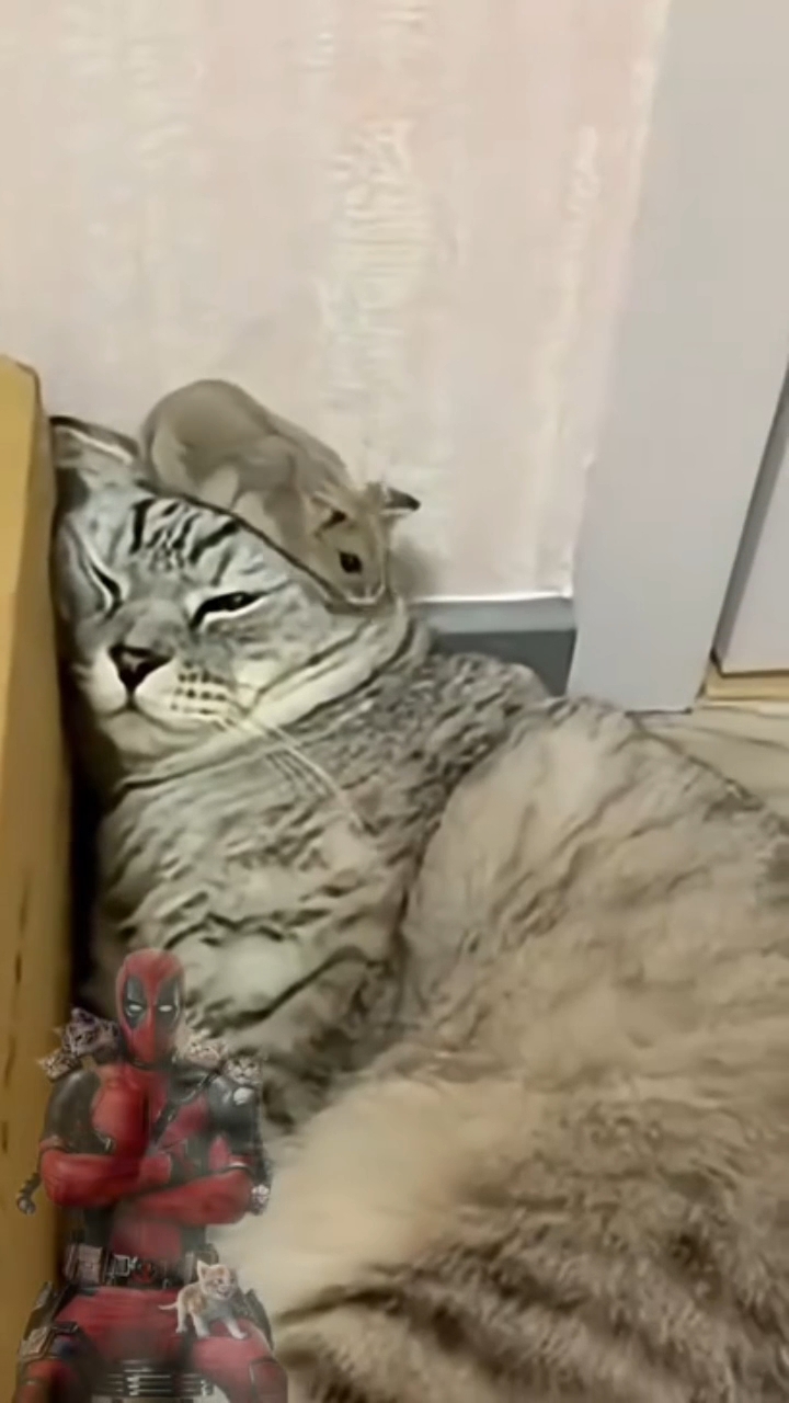 Он не работал ни минутки, Ему будильник не указ 😼🫶🤔