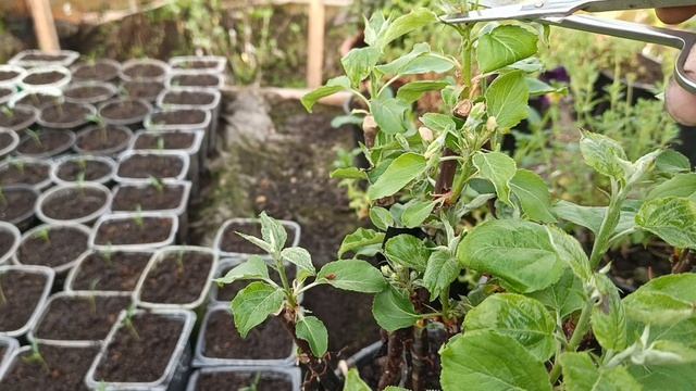 что делать с цветочным бутоном если на прививки пробудилась плодовая почка