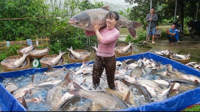 Купила много крупной рыбы у фермеров для перепродажи ее жителям деревни. Фуонг. Вьетнам