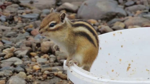 Бурундучок в гостях(корм для рыб ел)на рыбалке дело было)