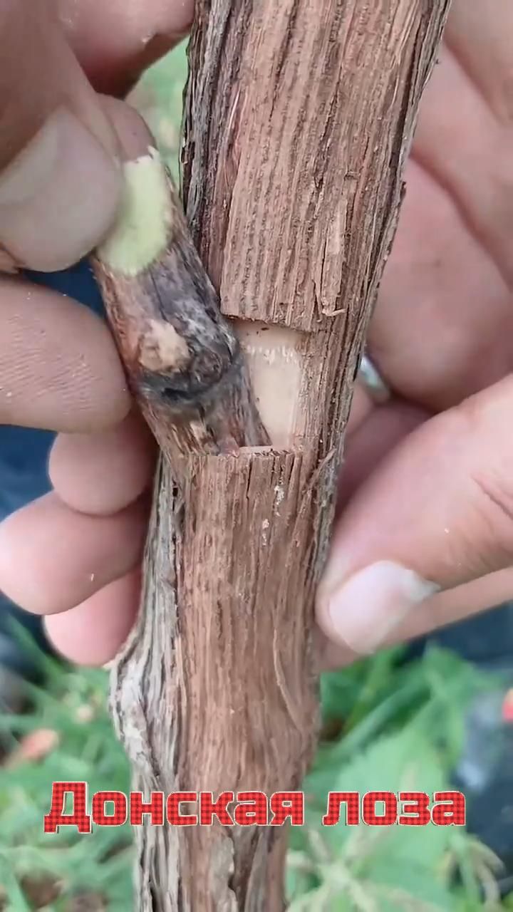 Когда ты мне сказал что этого не может быть - Саженцы винограда Ростов-на-Дону. Донская лоза