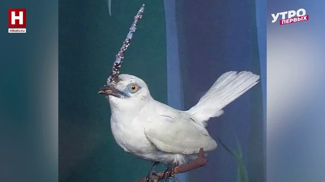 Альтернативные песни пернатых | ЗООМАНИЯ