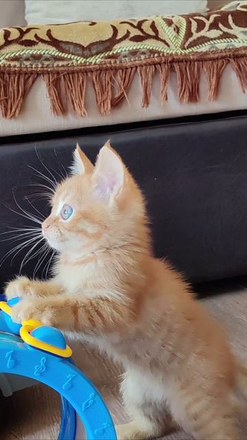 Умный котенок. Кошки и котята