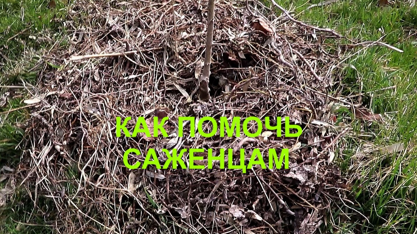 Как я помогаю саженцам хорошо расти.