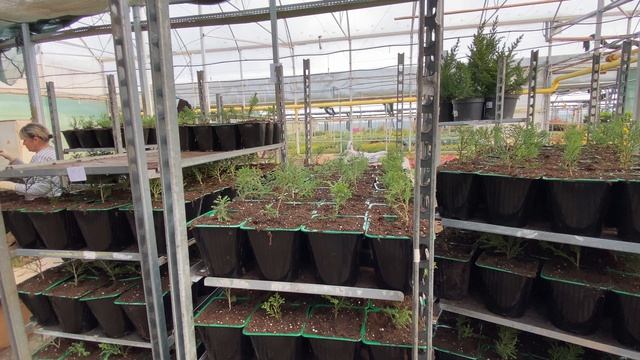 Питомник Лаванда 27 марта 2026