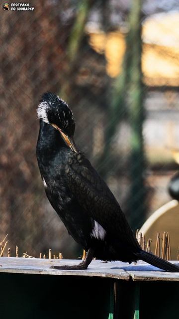 Баклан загорает и чистит перья. Ленинградский зоопарк