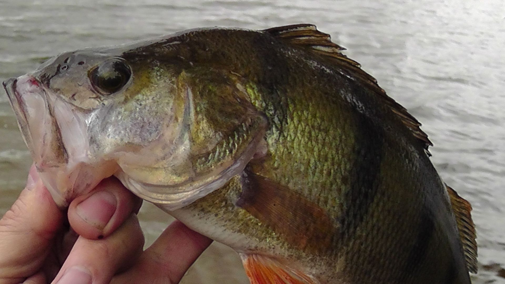 Вертушка на окуня. Выручает Хорошим окунем! Рыбалка на окуня. Ловля окуня на спиннинг.