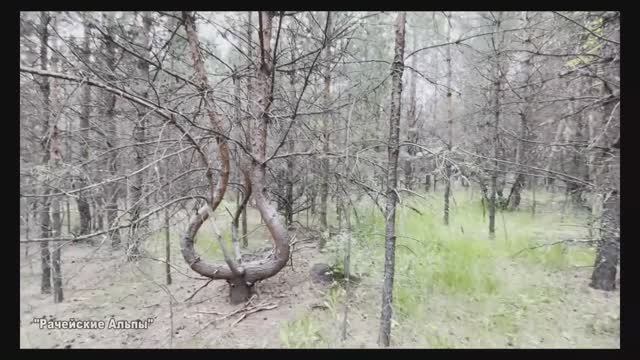 Родные просторы