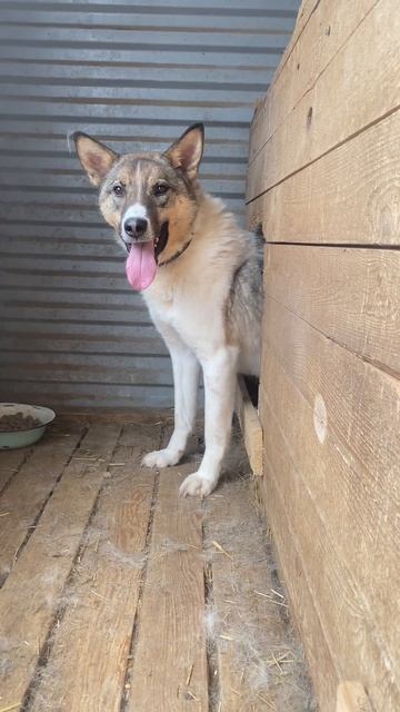 Кто тут самый пушистый? 🐕