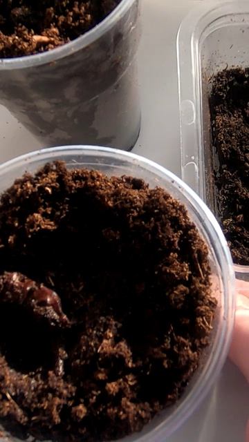 Сроки пикировки или пересадки томатов. Совет из личного опыта.