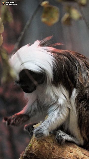 Эдипов тамарин ест фрукты. Новосибирский зоопарк