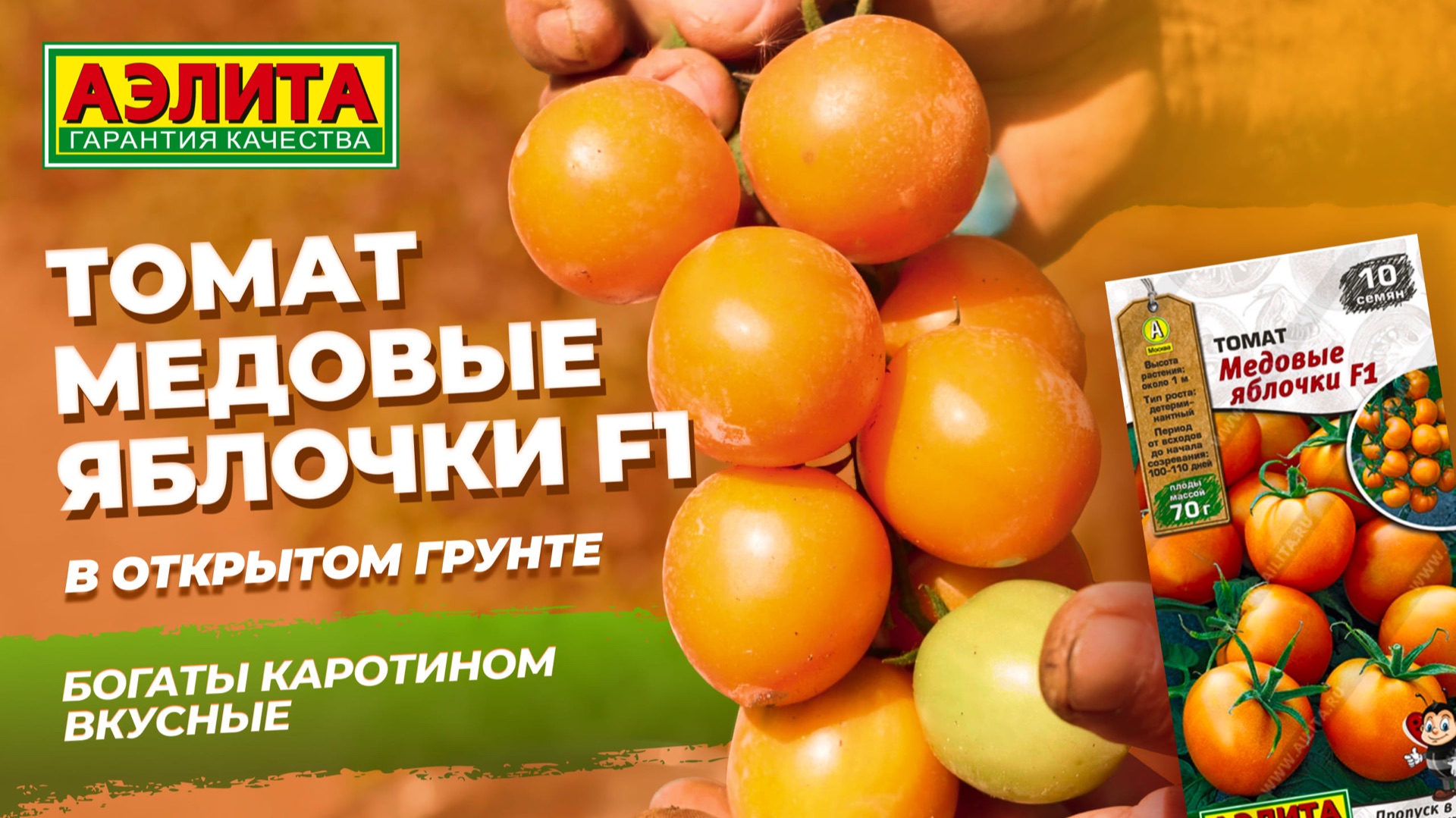 Томат МЕДОВЫЕ ЯБЛОЧКИ F1 в ОТКРЫТОМ ГРУНТЕ