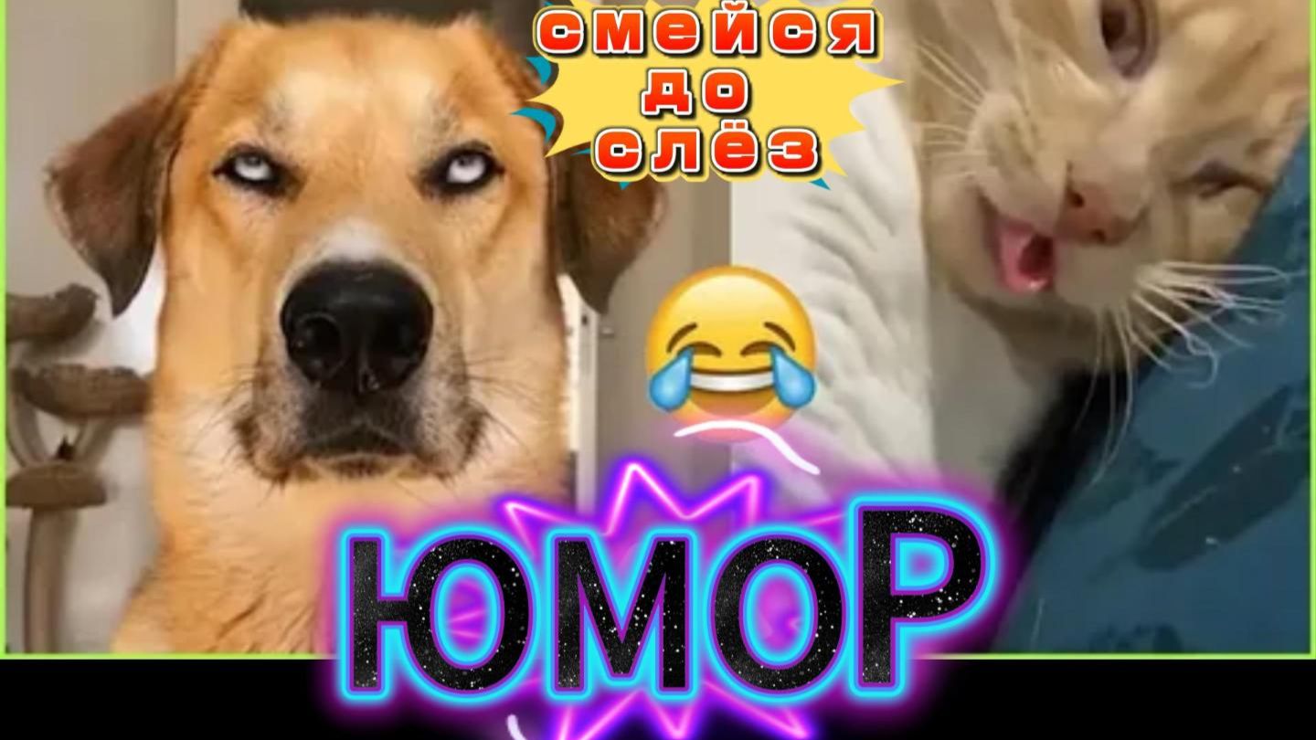 Подборка юмора. Смейся до слез. Сборник смешного юмора с животными № 5