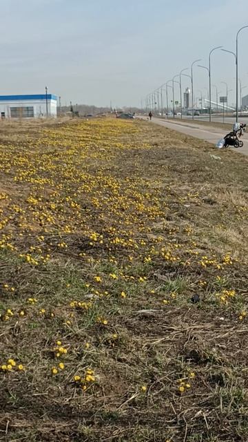 Таки я довез весну до Москвы )))