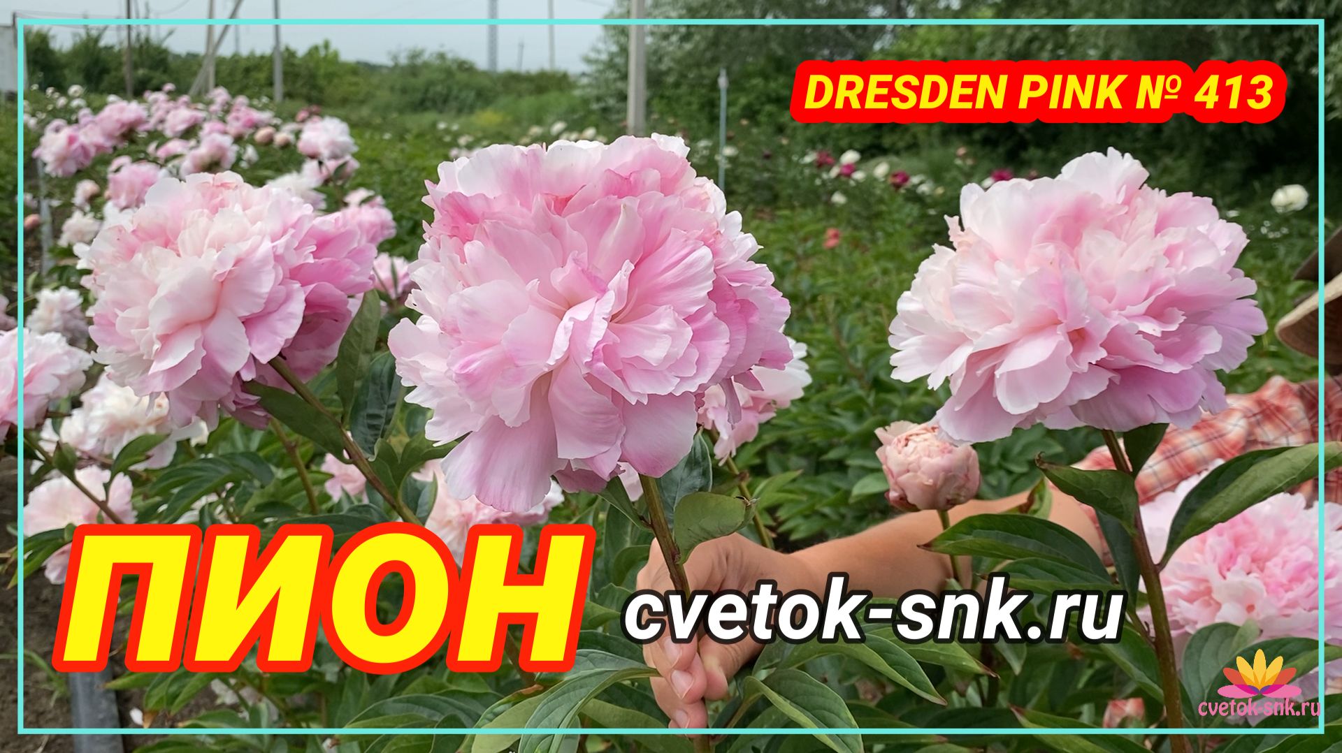 Травянистый "DRESDEN PINK"/Сад Ворошиловой