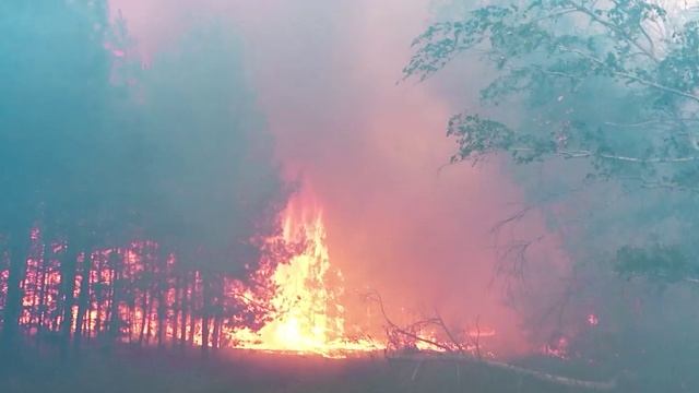 Пал травы_1 (1)