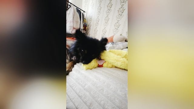 Щенячьи будни после груминга 8 марта новый корм