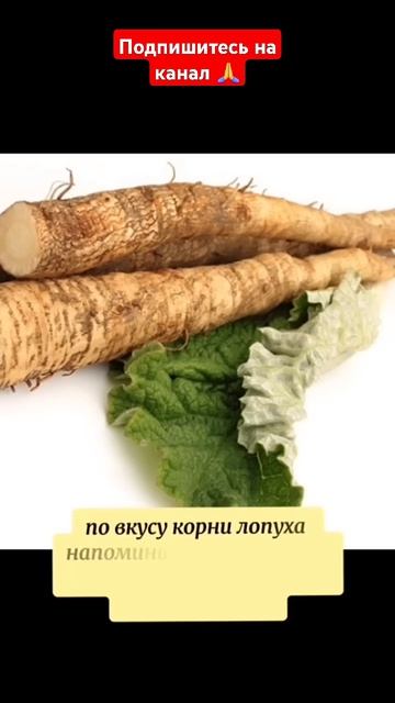 Эти травы от многих болезней