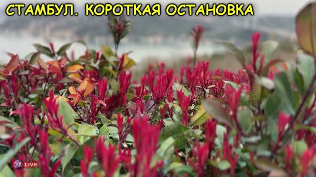 СТАМБУЛ КОРОТКАЯ ОСТАНОВКА