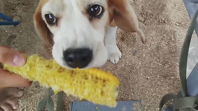 Ее любят все! Горячая кукуруза на пляже. Азовское море, август 2025