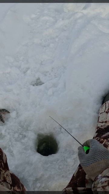 Весенний лес и окунь на балансир! Рыбалка в марте 2026! Ролик на канале!