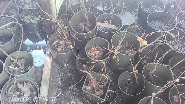 Полив саженцев