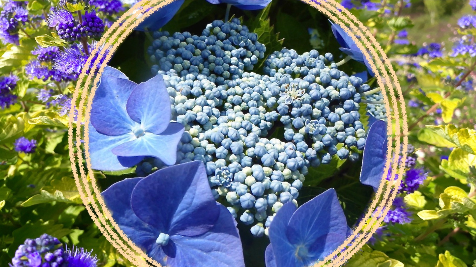 Кустарники с цветами в сине-фиолетовой гамме.