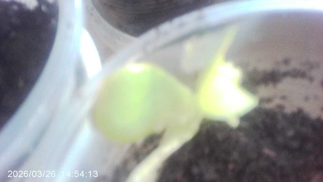 Обзор тыквенных растений сорта "Богатырская сила" пересаженных из утробы тыквы в горшочки