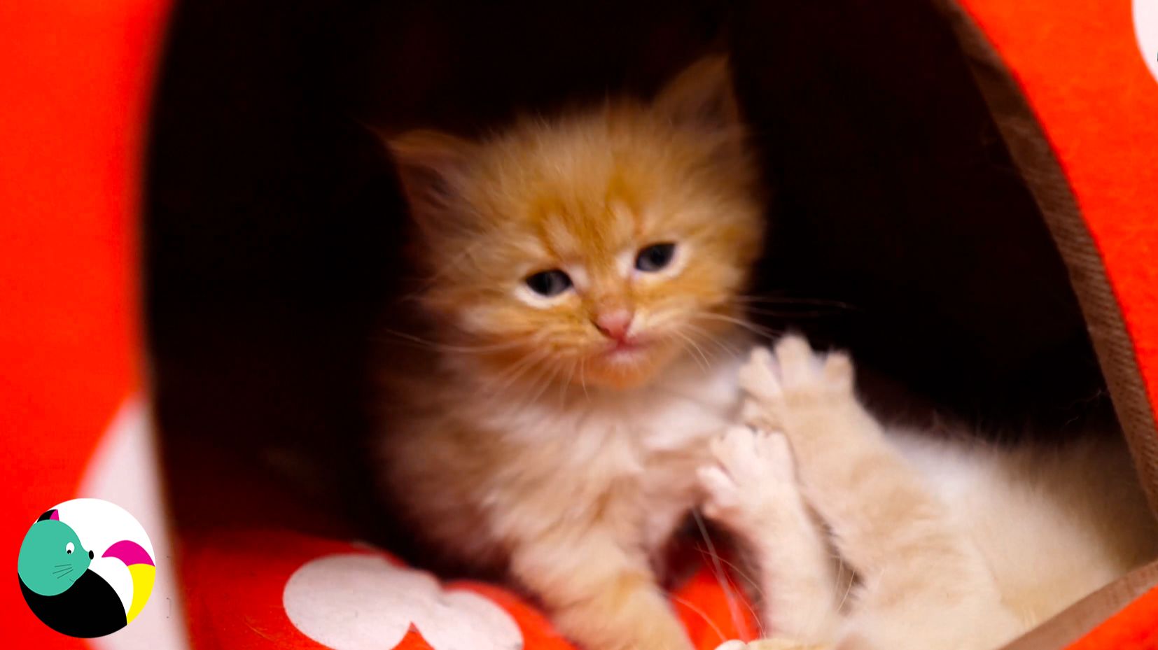 Котята играют и кусаются