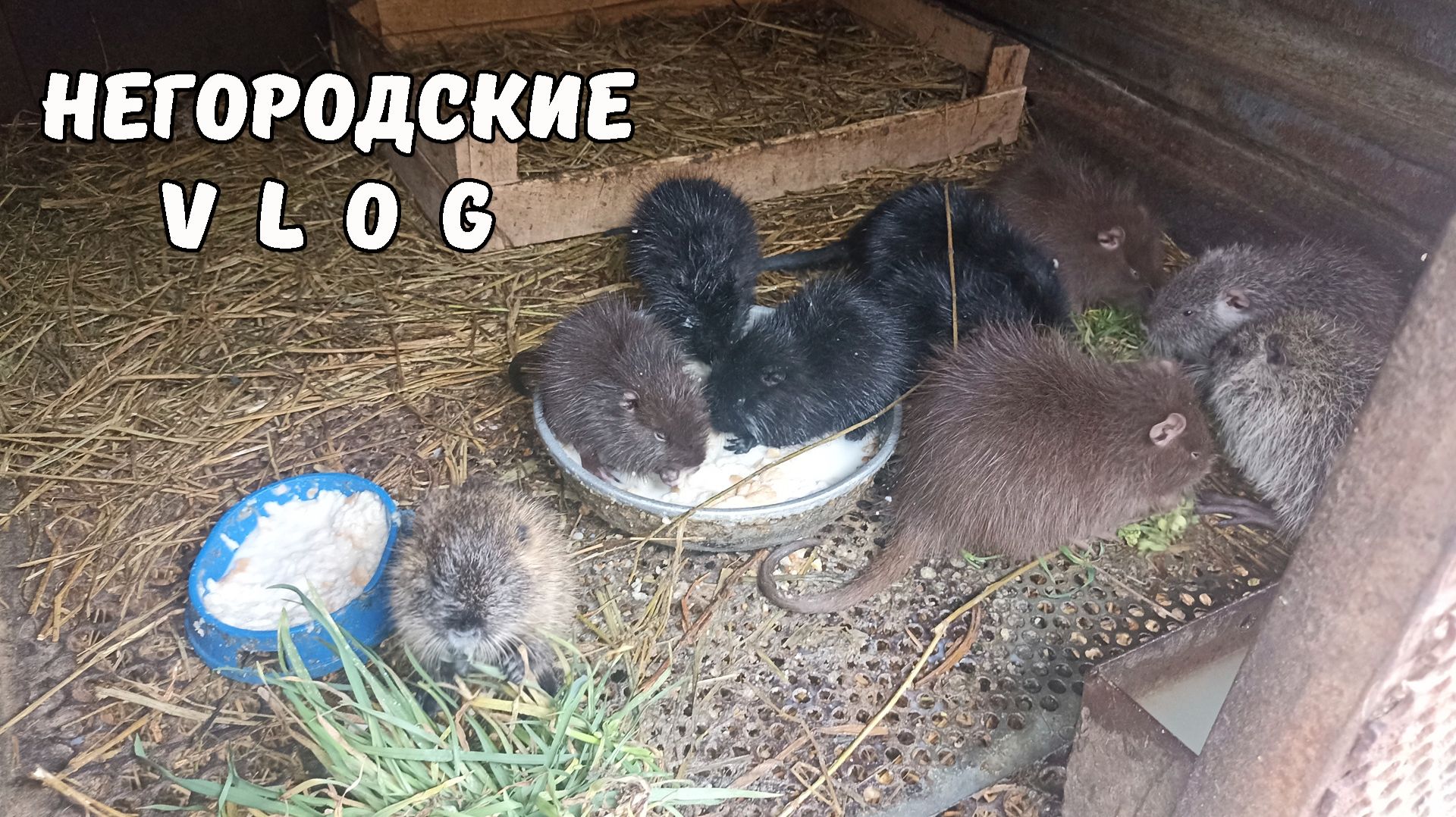 Пугливые НУТРИИ: как ведут себя в  коллективе. 24.03.26