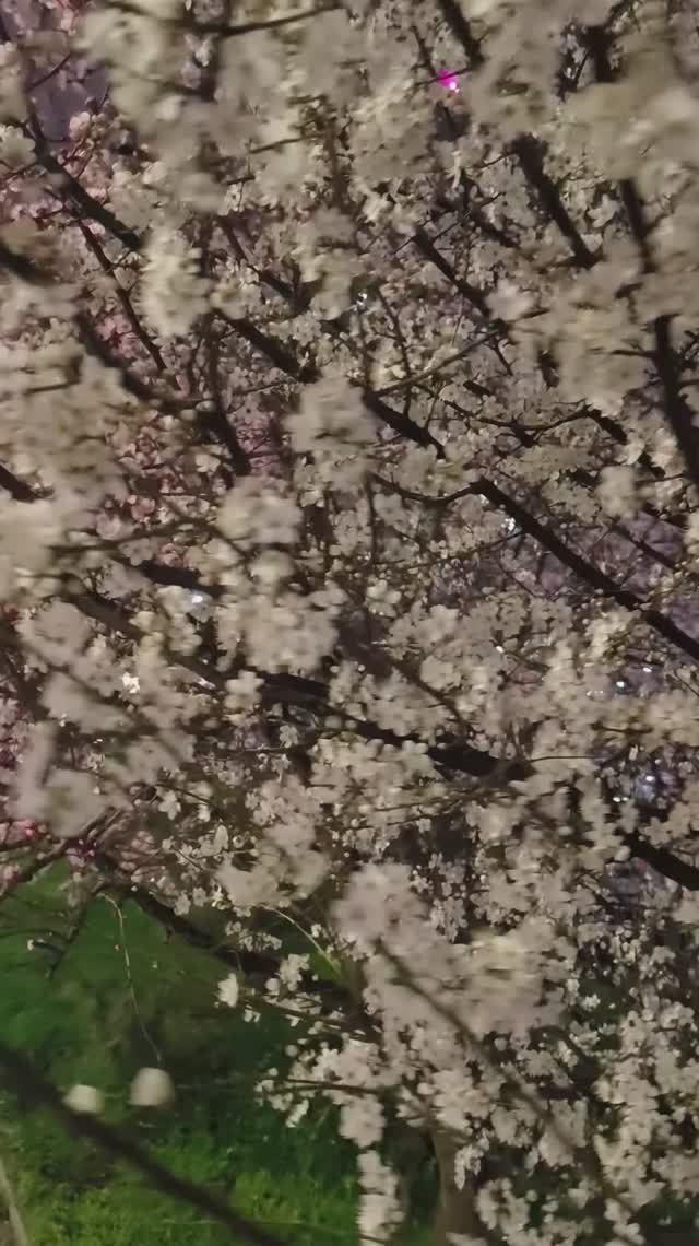 🌸😍 27 МАРТА НА КУБАНИ! ПУСТЬ ВАША ЖИЗНЬ БУДЕТ ТАКОЙ ЖЕ ДУШИСТОЙ И АРОМАТНОЙ!