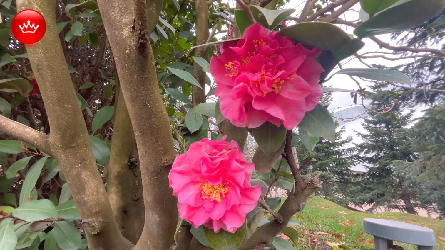 💐Парк Галицкого  Камелия японская магнолия слива Нигра 27 марта 2026.