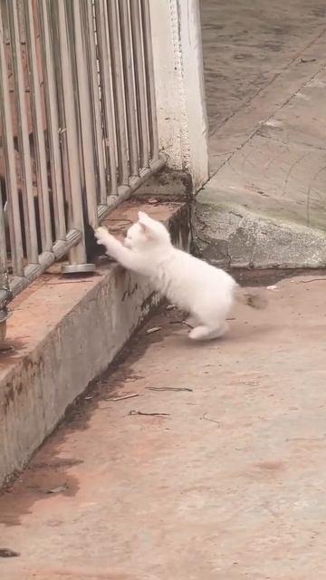 Ух, повезло тебе, волчара, что между нами забор, иначе давно съел бы тебя