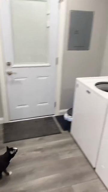 😻 Неуклюжие падения пушистых котов: порция смеха и умиления! 😻